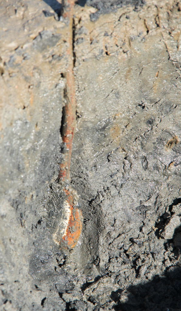 Clam Digging Fun! – Scott Haugen