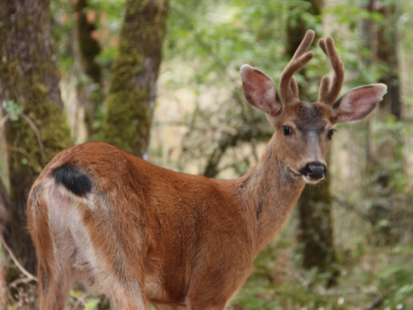 Columbia Blacktails: The Learning Never Stops – Scott Haugen
