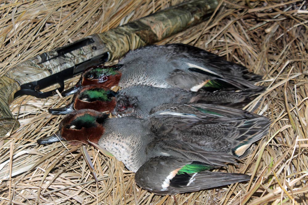 Alaska King Eiders – Scott Haugen