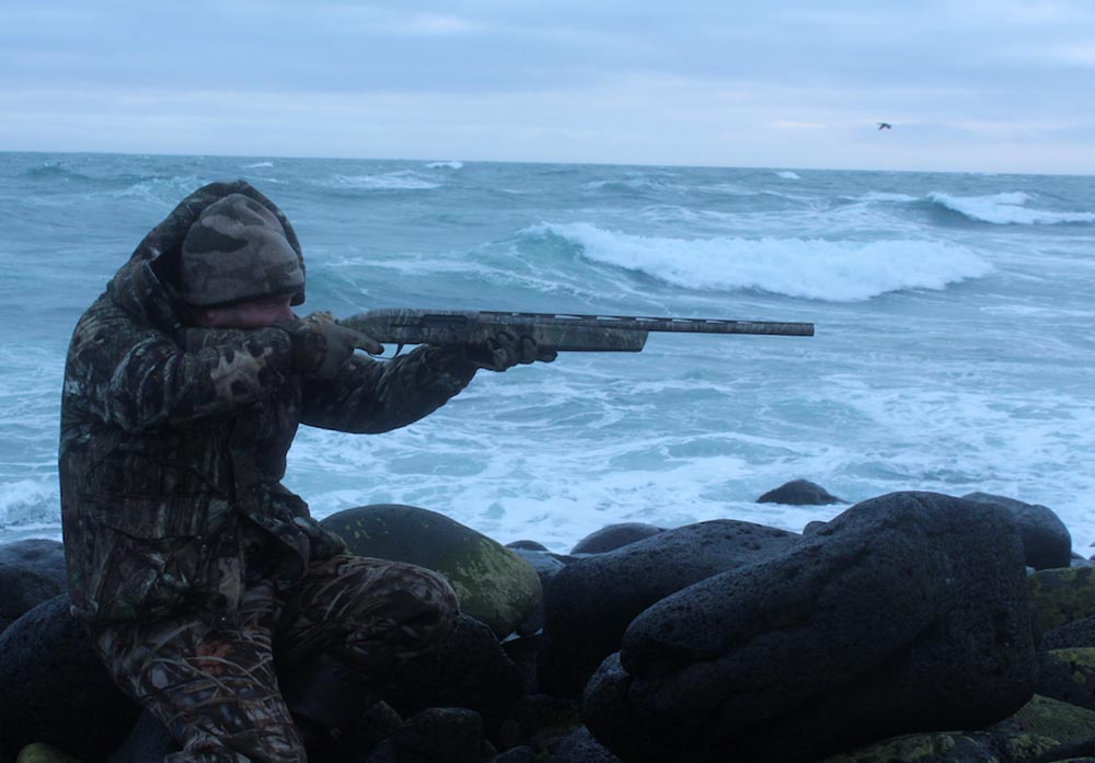 Alaska King Eiders – Scott Haugen