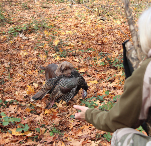 Fall Turkey Hunting With Your Dog – Scott Haugen