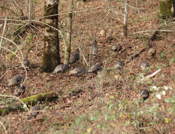 Fall Turkey Hunting With Your Dog – Scott Haugen