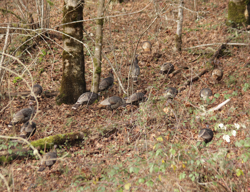 Fall Turkey Hunting With Your Dog – Scott Haugen