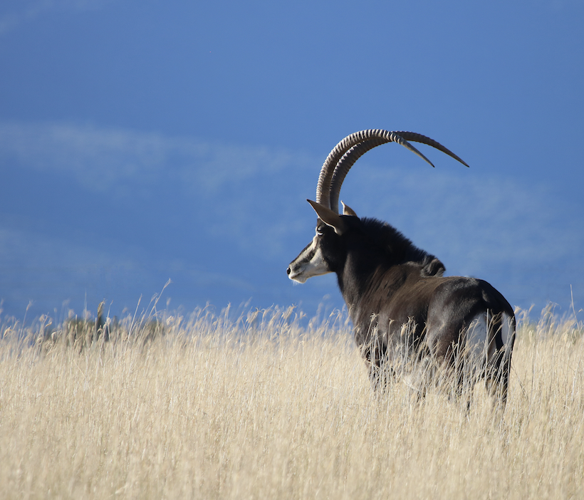 SableLive - Scott Haugen